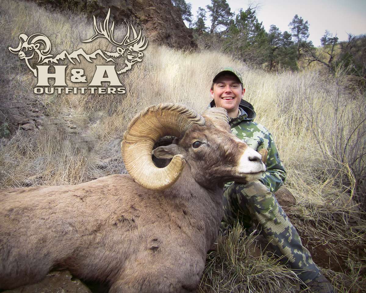 New Mexico Bighorn Sheep Hunts - Big Horn Sheep Hunting Guides